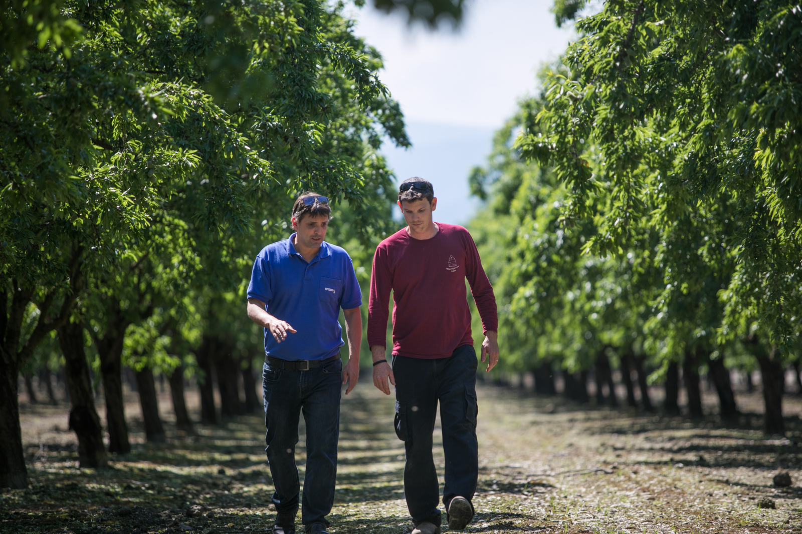 תמיכה אגרונומית וניהול ידע חקלאי